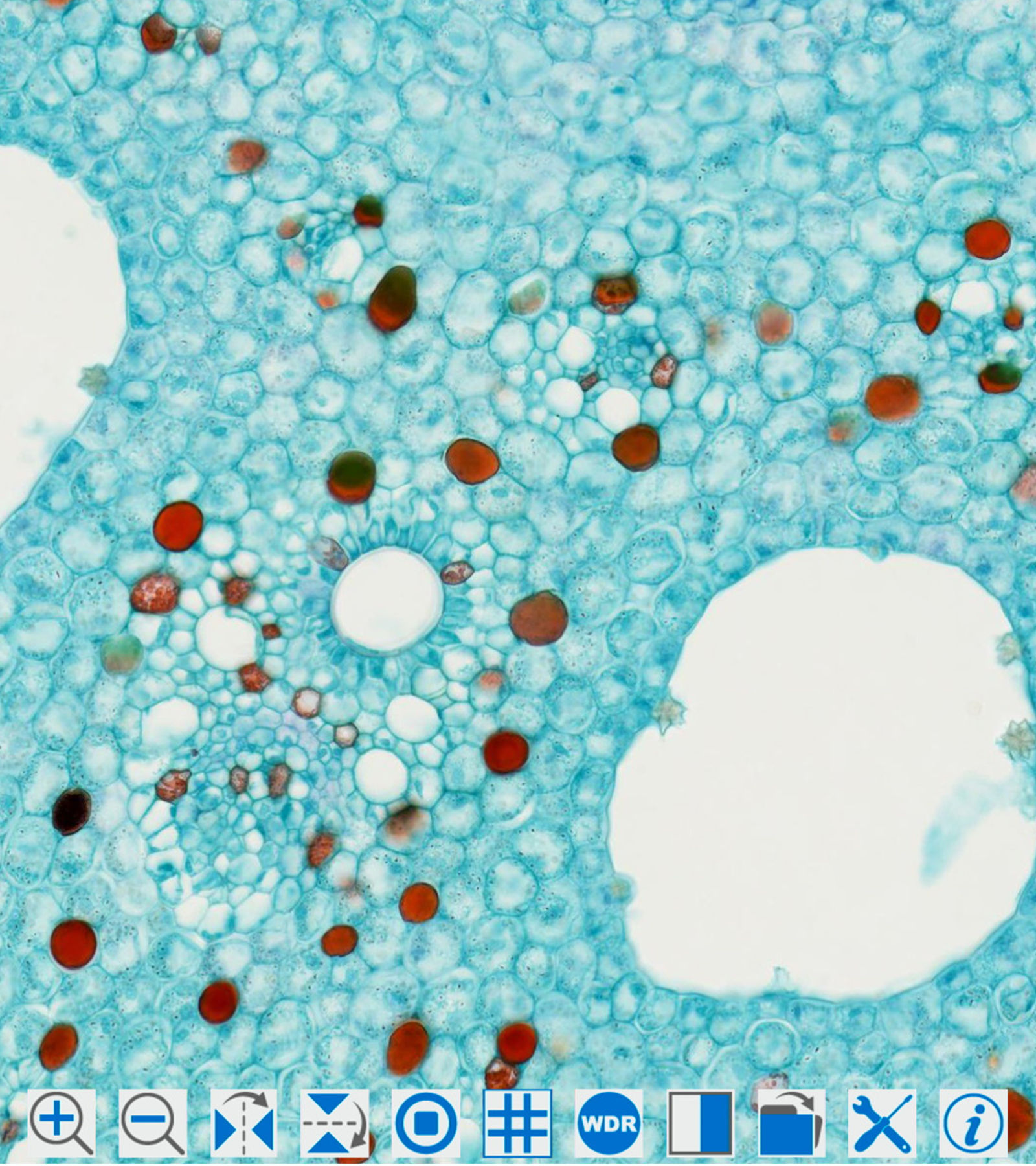 MOTICAM 1080X MICROSCOPE CAMERA - Best Scientific