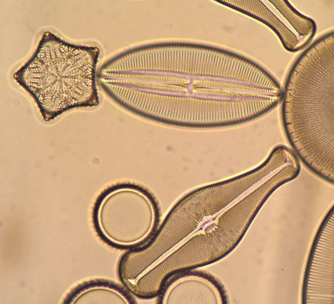 Buy 4K Ultra High Definition Imaging solution Best Scientific - Best ...